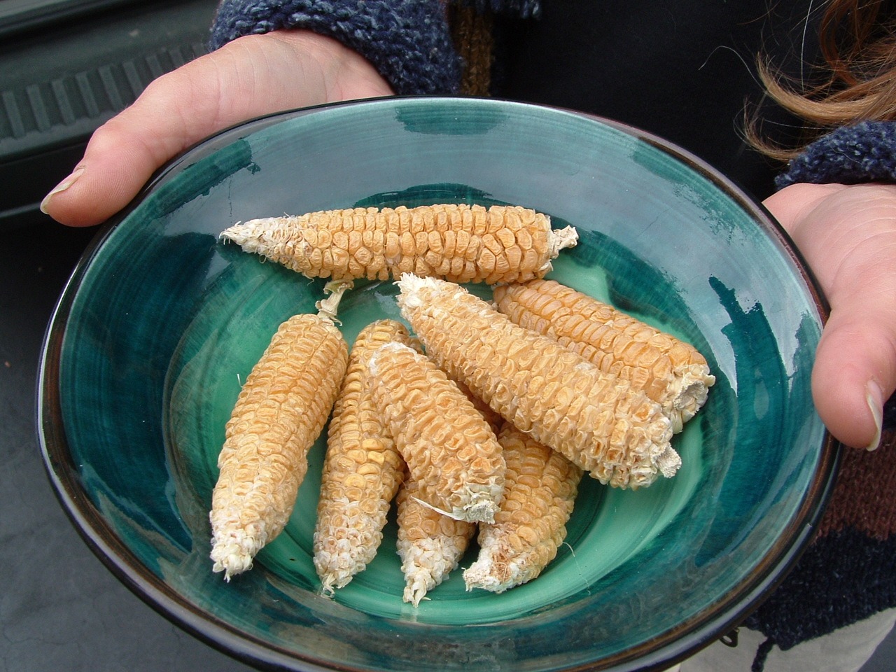 The History of Our Corn - Koasek Traditional Band of the Koas Abenaki ...